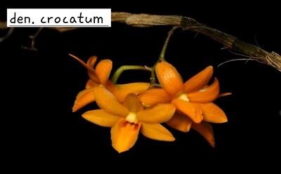 ORCHID - SPECIES‐ DENDROBIUM CROCATUM | eBay