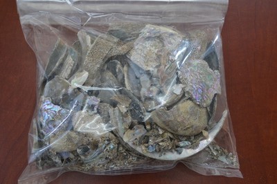 BROKEN ABALONE SHELL SCRAPE BLANK INLAY MATERIAL CRAFT 4 POUNDS | eBay