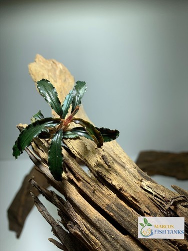 Bucephalandra Godzilla Buce Godzilla Easy Live Aquarium Plant BUY 2 GET ...