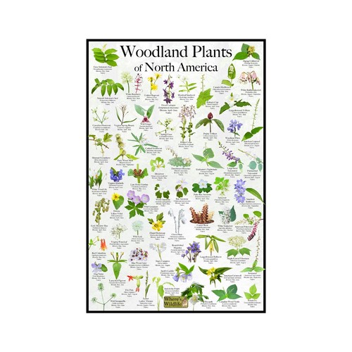 Woodland Plants of North America Flower Identification Poster / Native ...