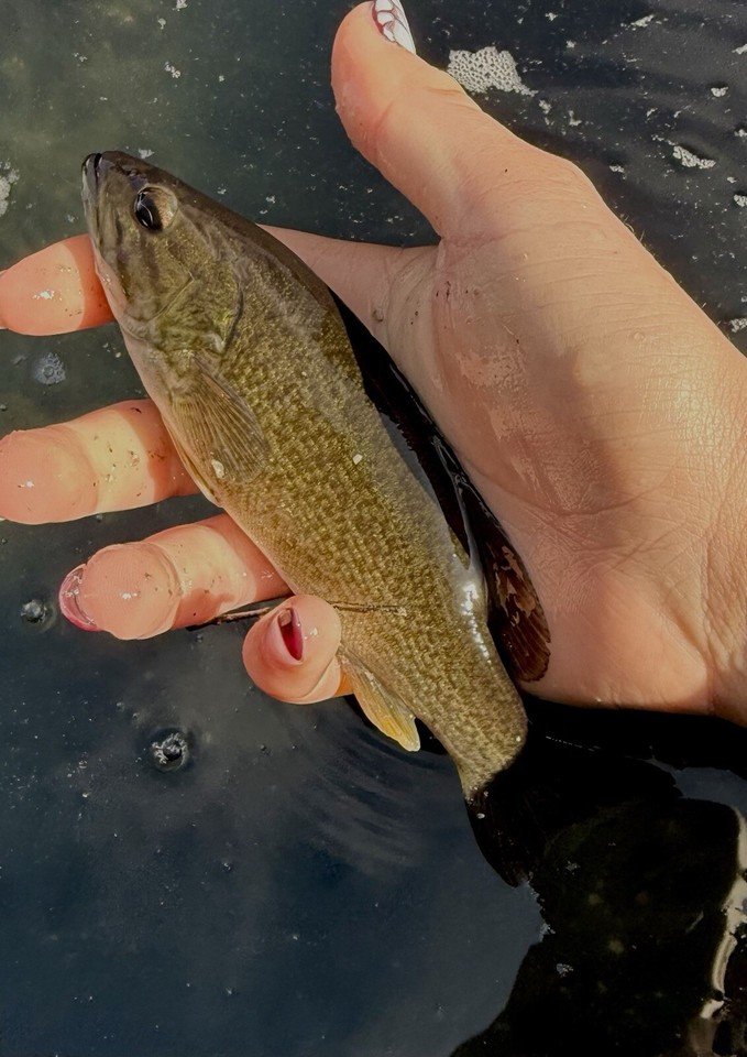 1 Smallmouth Bass LIVE FISH 3-6 Inches. Read Description. 3 Week Wait ...