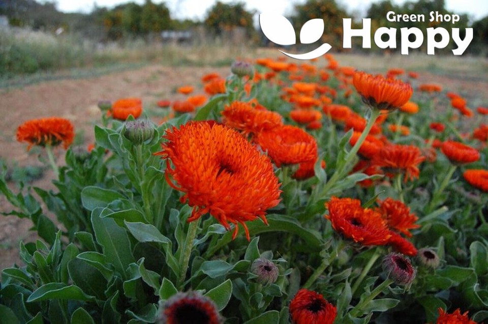 POT MARIGOLD NEON - 150 SEEDS - Calendula officinalis double - BURGUNDY ...