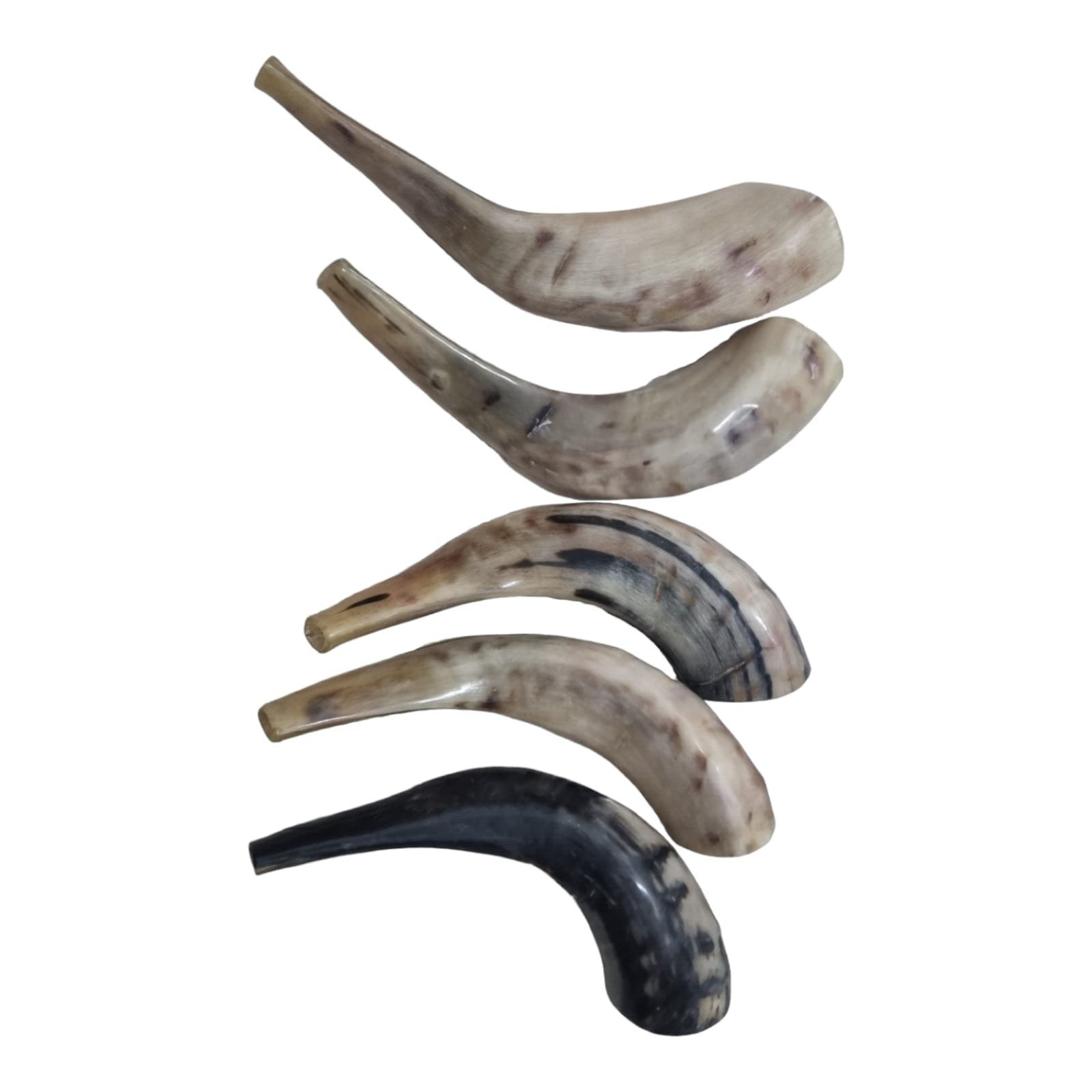 Sale For 5 x Rams Ram Ram's Horn Shofar 12-14" Clear Sound Shofars ...