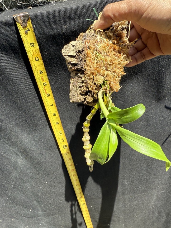 Dendrobium pendulum - beautiful flowers on interesting canes | eBay