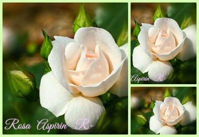 Bodendecker - Rose Aspirin -R- im großen Topf ~ Blütenzauber-ADR Rose ...