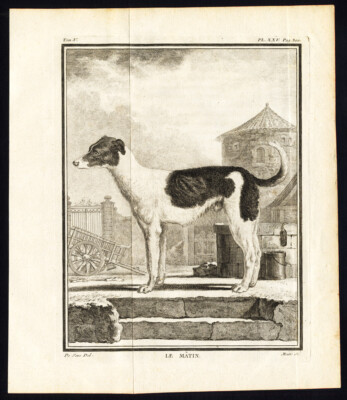 Antique Print-BUFFON-DOGS-Le Matin-1766 | eBay