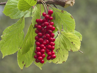 SAMEN die BEERENTRAUBE seltenes Obst winterhart frosthart Garten ...