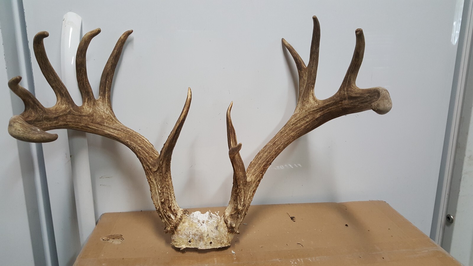 Dark 151 6/8" WHITETAIL DEER RACK mule antlers sheds taxidermy elk ...