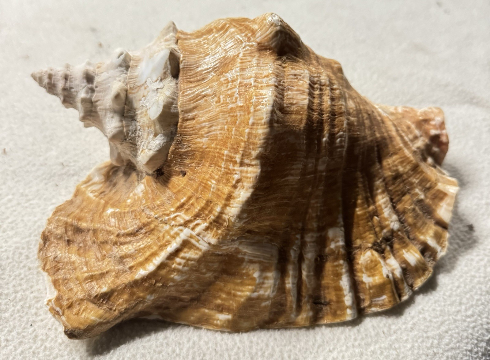Large Queen Conch Shell Pink | eBay