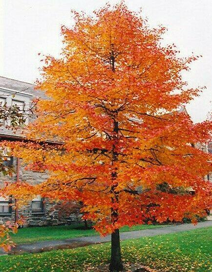 10+ Black Tupelo Gum Tree Seeds (Nyssa sylvatica) Edible Fruits Plant ...