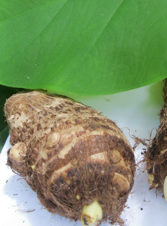 2 Taro Large 3" Roots Bulbs Edible Tropical Elephant Ear Live Plant ...