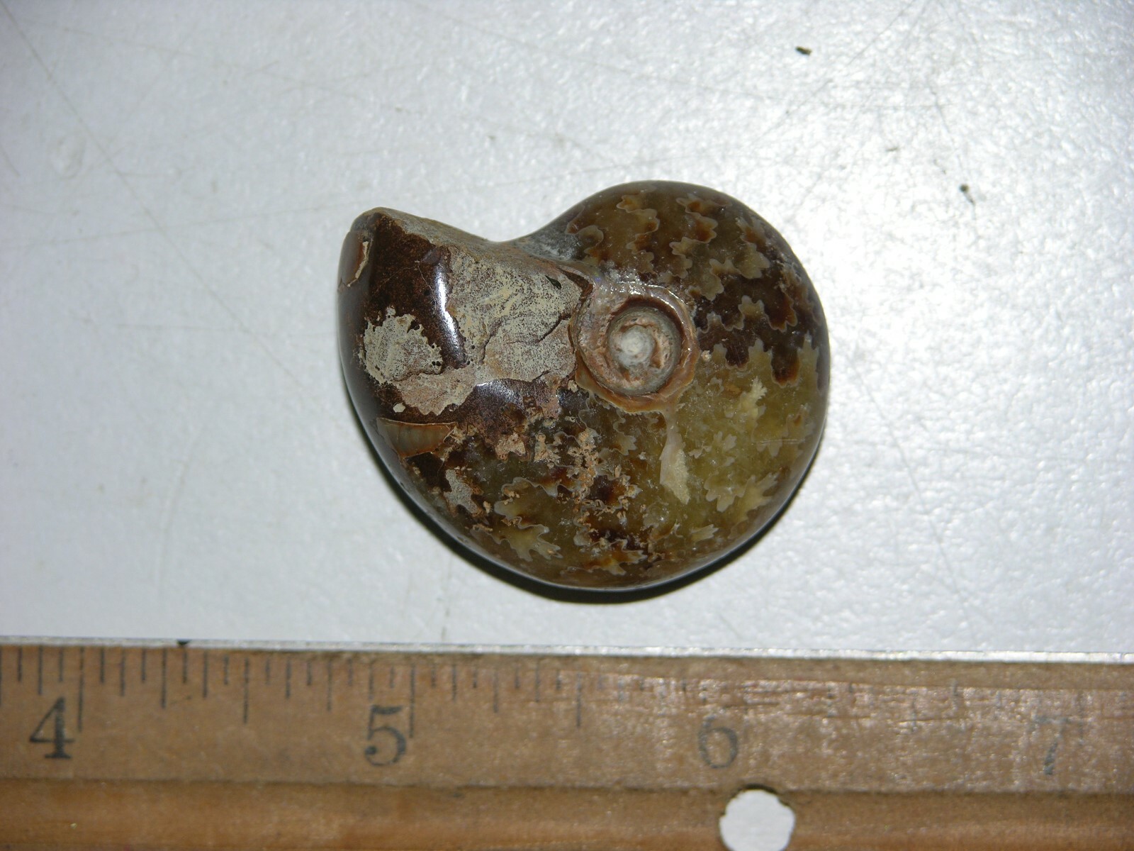 Ammonite with fire Jurassic cleoniceras polished w/ammolite 1.25 inch ...