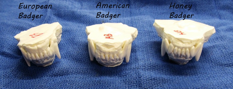 North American badger jaws teeth cast taxidermy plastic replica | eBay