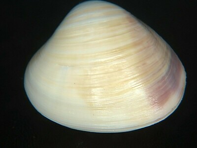 PITAR CITRINUS: RARELY OFFERED HUGE VENERID BIVALVE @ 42.07MM! LOOK ...
