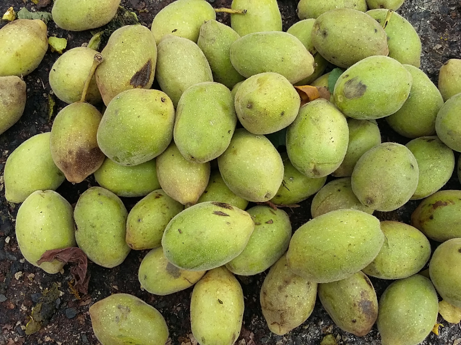 JUGLANS MANDSCHURICA, Asian Walnut Tree, edible fruit, large leaves, 20 ...