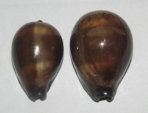 38 , 43 mm SPECIAL PATTERN Cypraea Adusta Persica Seashell Racha Island ...