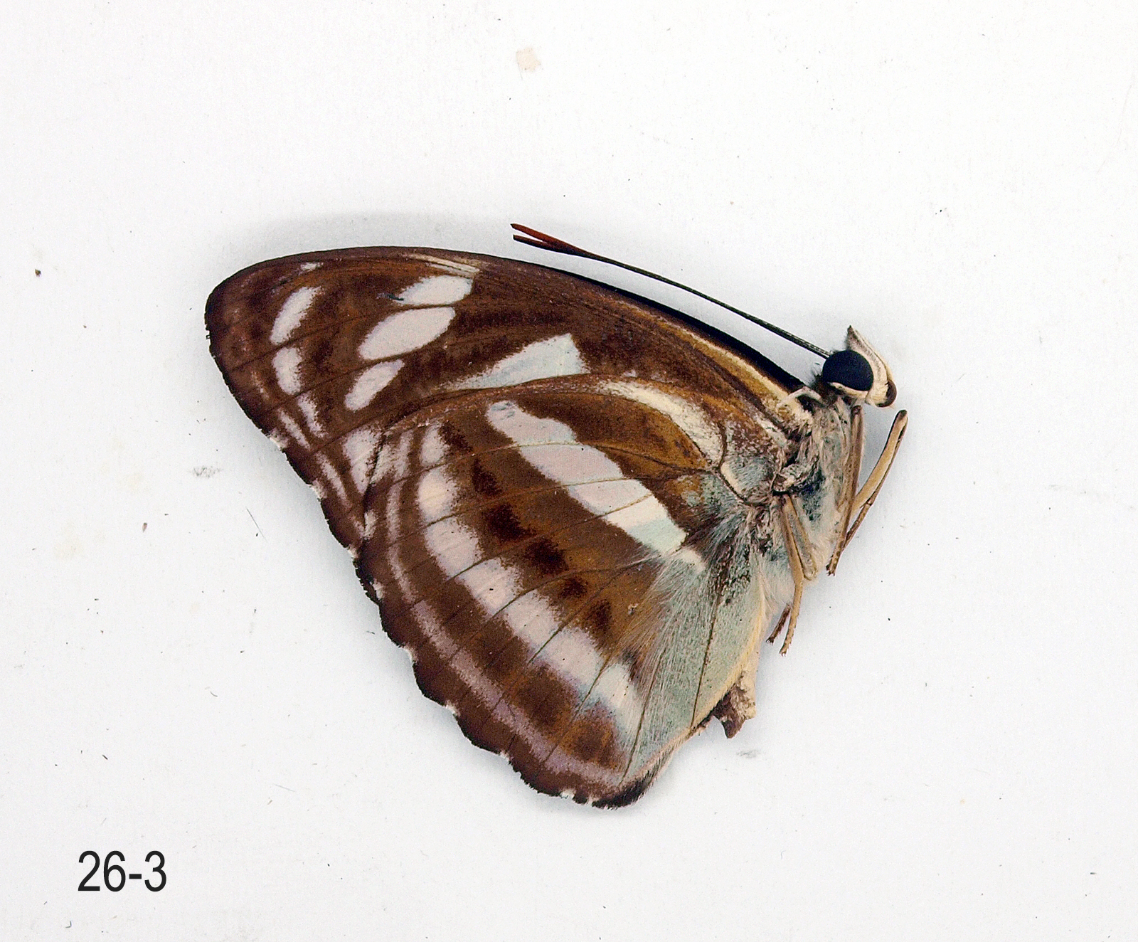 Butterfly - Nymphalidae - Athyma reta moorei (m) - Tapah Hills ...