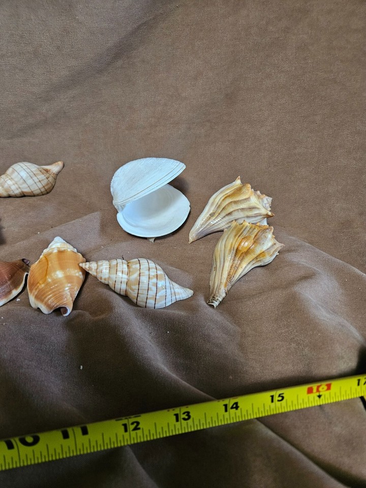Large Lot Assorted Georgia Shells Self Found Tybee Island (S-27) | eBay