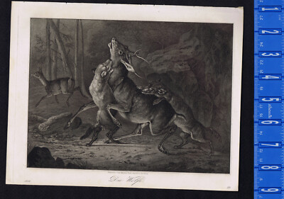 "Die Wolfe" Wolves Attacking Deer, Carl Mayer, Steel Engraved Print ...