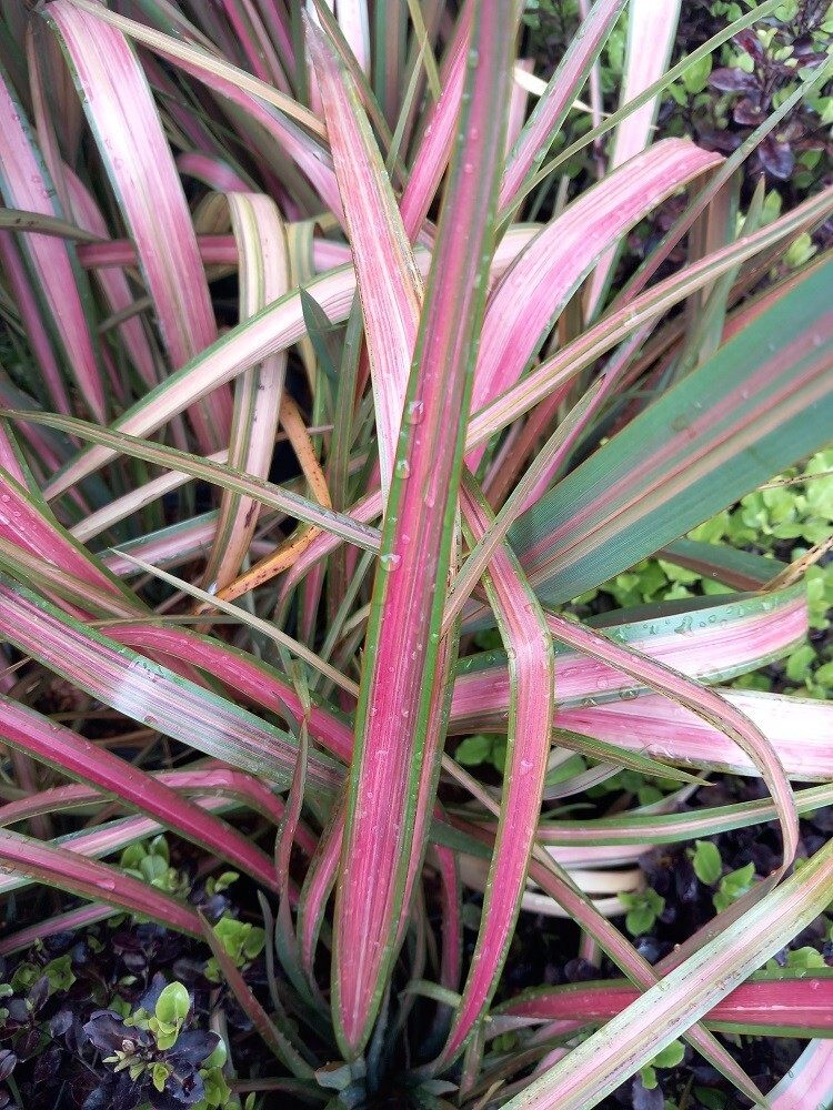 XL PHORMIUM JESTER New Zealand Flax 7.5lit Pot Evergreen Tropical Patio ...