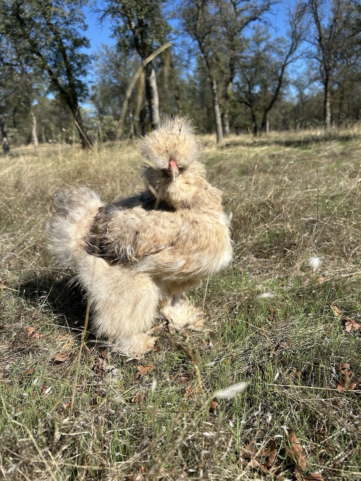 6+ Fertile Silkie Chicken Bearded Crested Hatching Eggs Black Buff ...