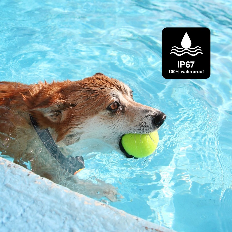 Dog Training Collar 2 Dogs Upgraded 1000ft Remote Rechargeable ...