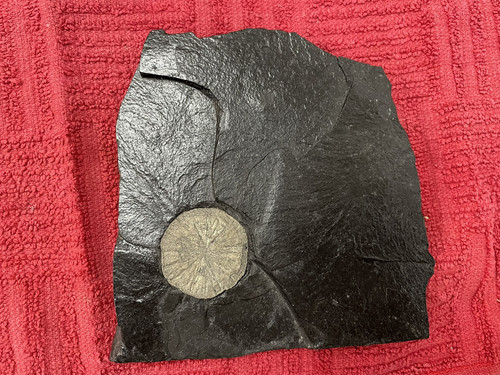 Lot Of 4 Beautiful Pyrite Suns Natural Black Shale Matrix Illinois | eBay