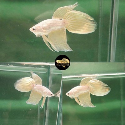 Live Betta Fish High Quality Gold Peach Veiltail Male - USA Seller | eBay