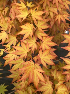 Japanese Maple Akane | eBay