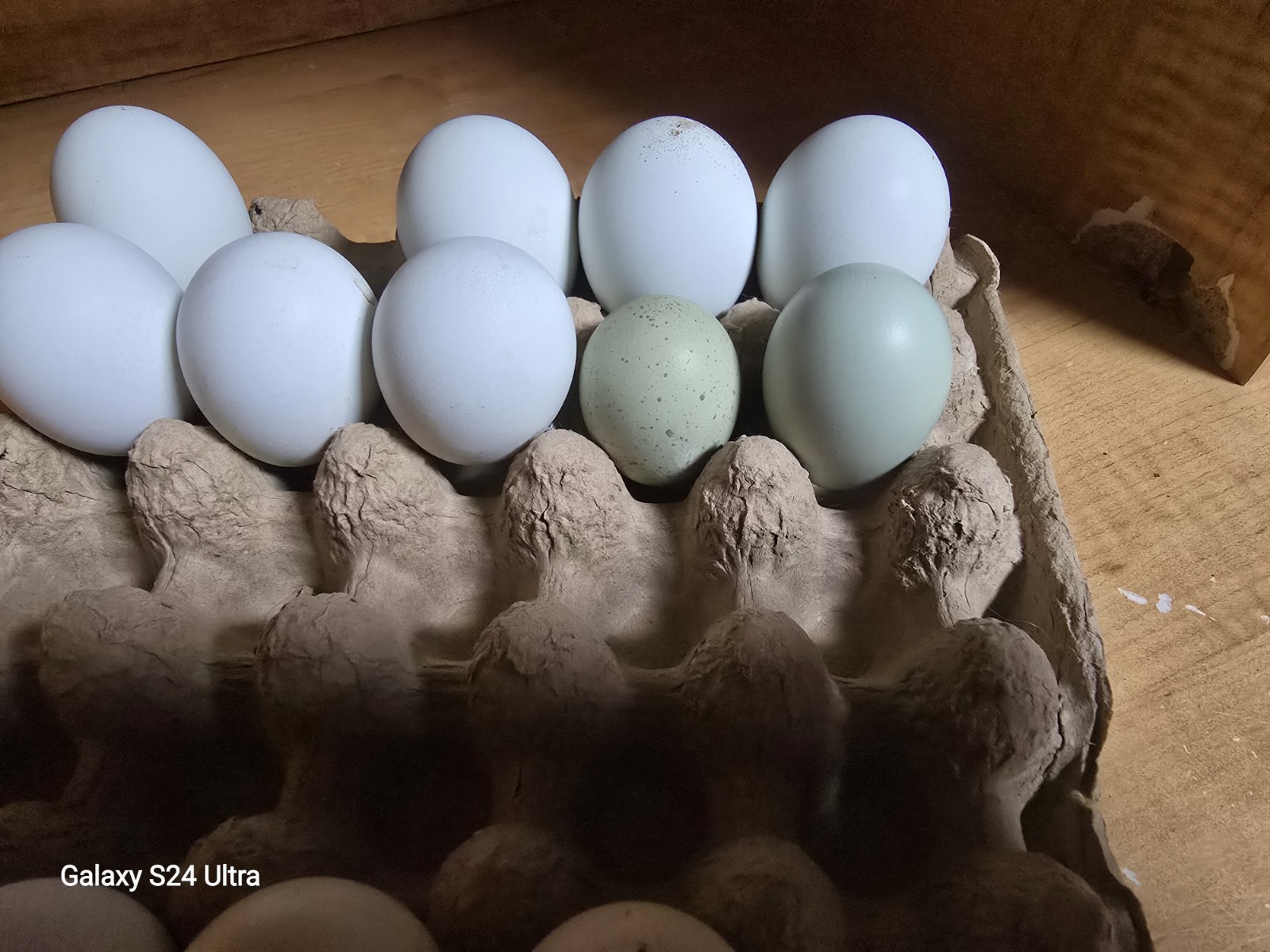 12+ BANTAM EASTER EGGER Hatching Eggs Blue Green Eggs Kikiriki Teacup | eBay