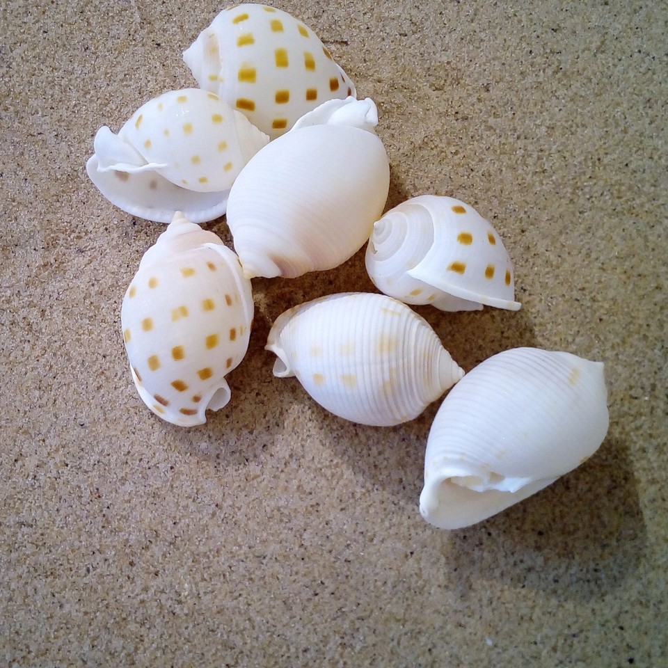 Shells Seashells, Beach Shells, Individual Sea Shells - Choice of Over ...