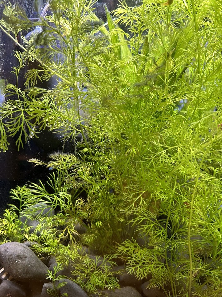 2 Water Sprite Lace Leaf Indian Fern -Live Easy Aquarium plant | eBay