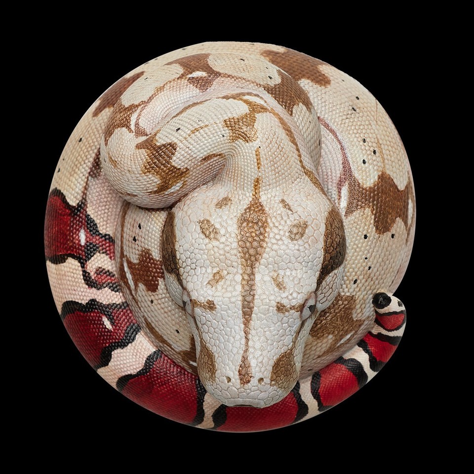 Animal Heavenly Body Red-tailed Boa constrictor Snake Statue | eBay