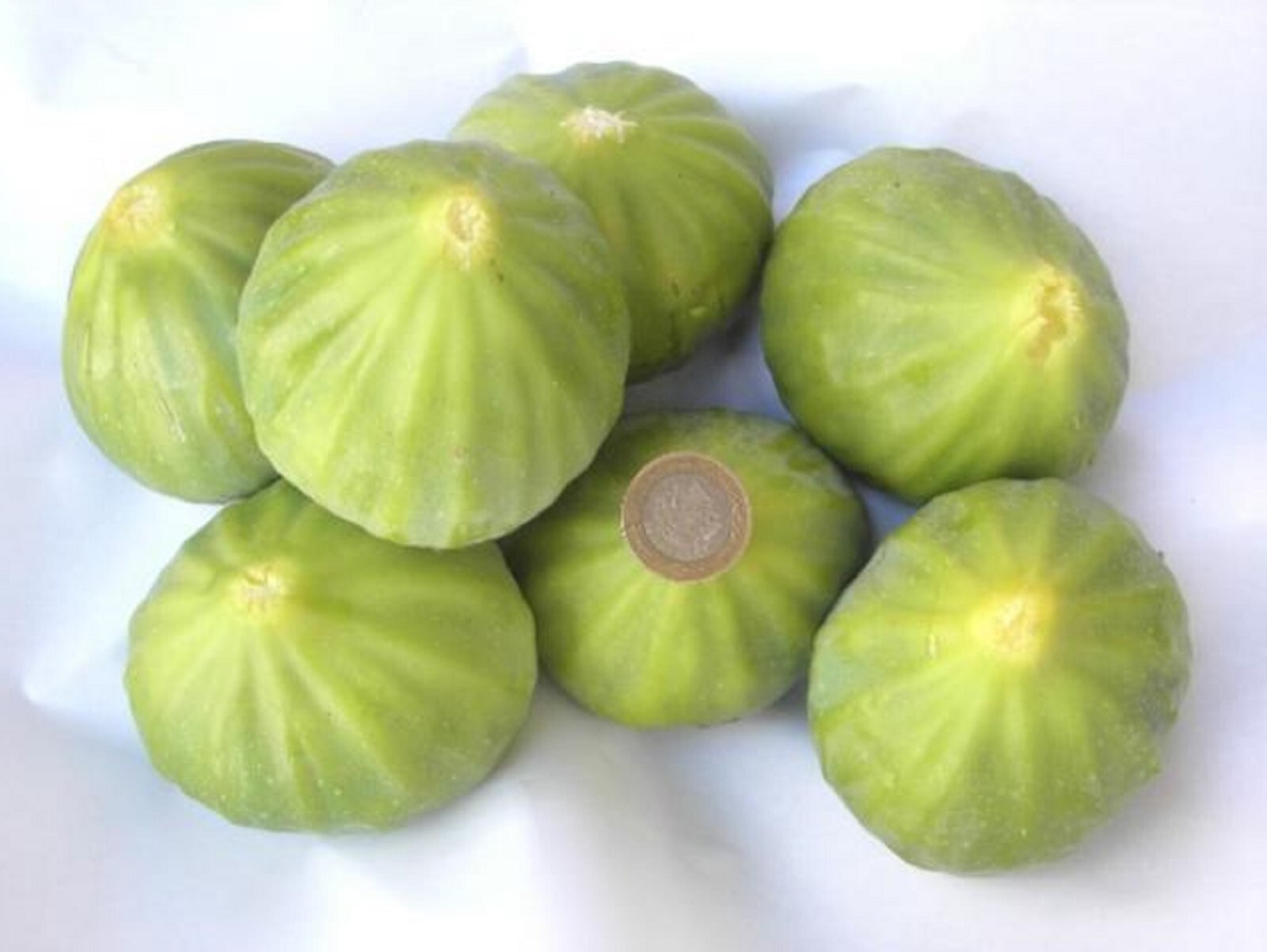 Fig Tree - White Orak Fig - Rooted 3 Pieces Fig Plants | eBay