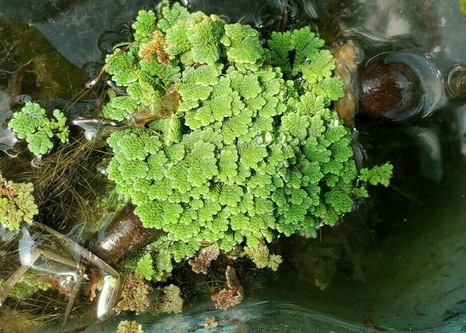 1 Cup Azolla (duckweed fern, fairy moss) For KOI pond | eBay