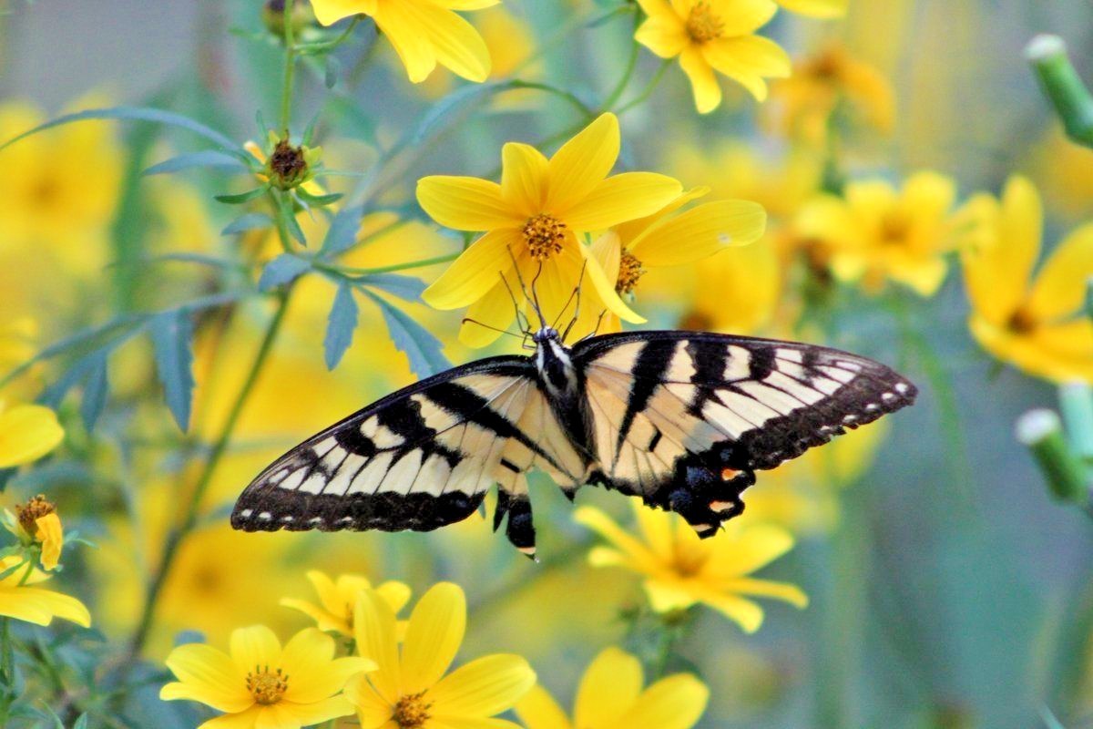 101+SWAMP MARIGOLD Seeds Tickseed Native Wildflower Shrub Bush Flowers ...