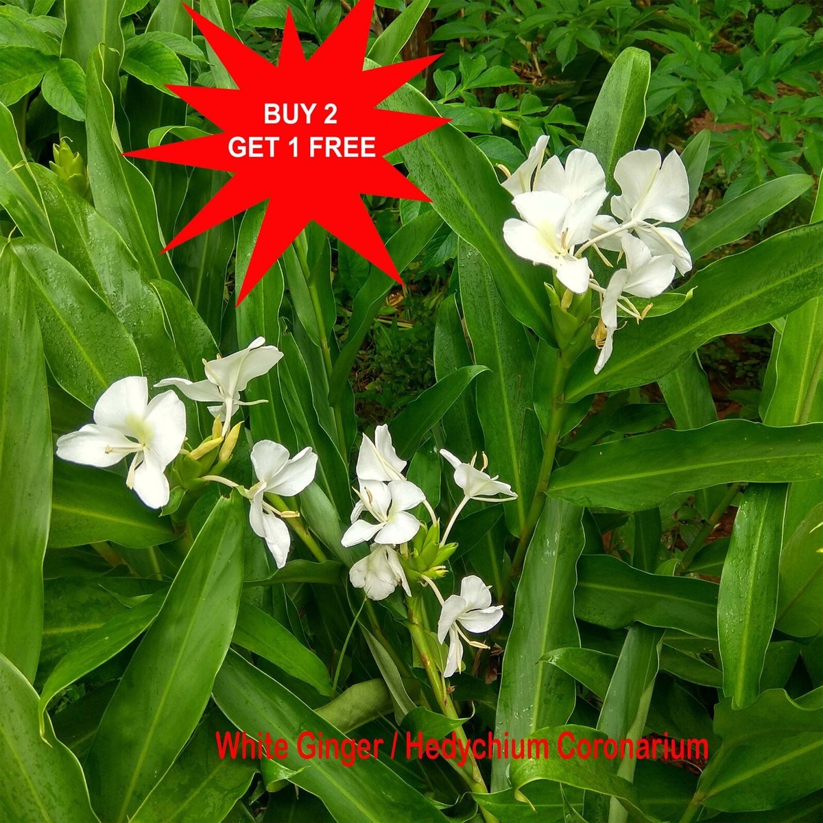 White Ginger Lily Plant