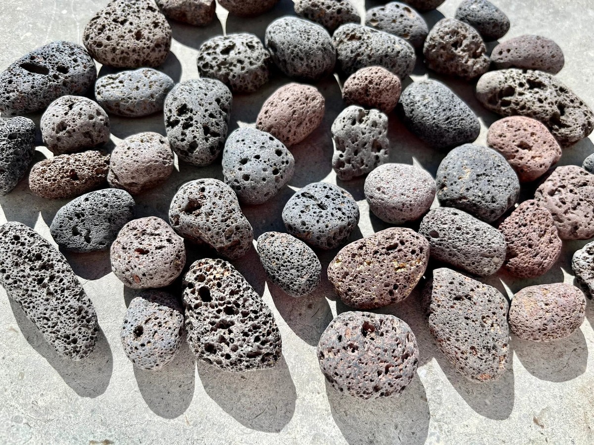 Volcanic Ash Rock Pompeii Of Prehistoric Plants” Unlocks