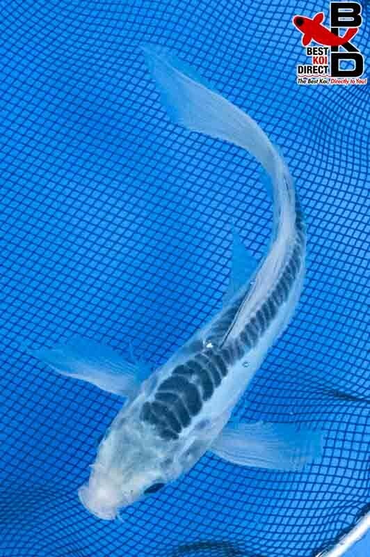 8" BUTTERFLY CAROLINA BLUE! SHUSUI Live Koi Fish Garden Pond 6/13 | eBay