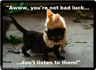 Funny Cat Humor You're Not Bad Luck Refrigerator Magnet | eBay