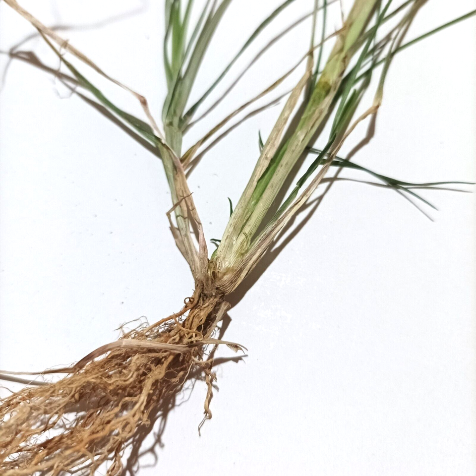 Ayurvedic Dry Paragis Plant 2oz Eleusine Indica Goosegrass Family ...