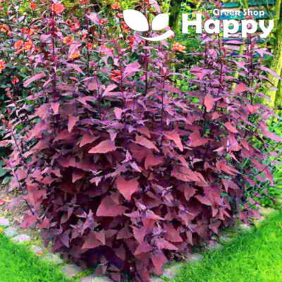 FRENCH SPINACH - 450 seeds - purple spinach baby leaf Atriplex ...