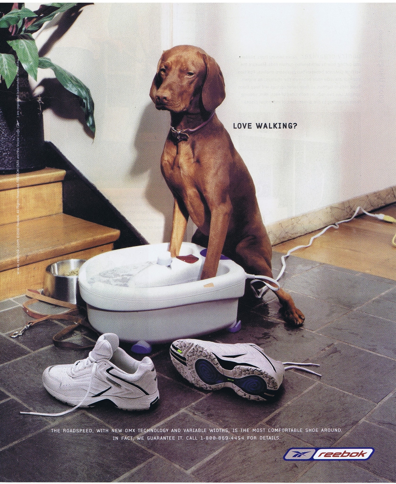 2002 Reebok Roadspeed Shoes Vizsla dog Soaking His Feet Print Ad | eBay