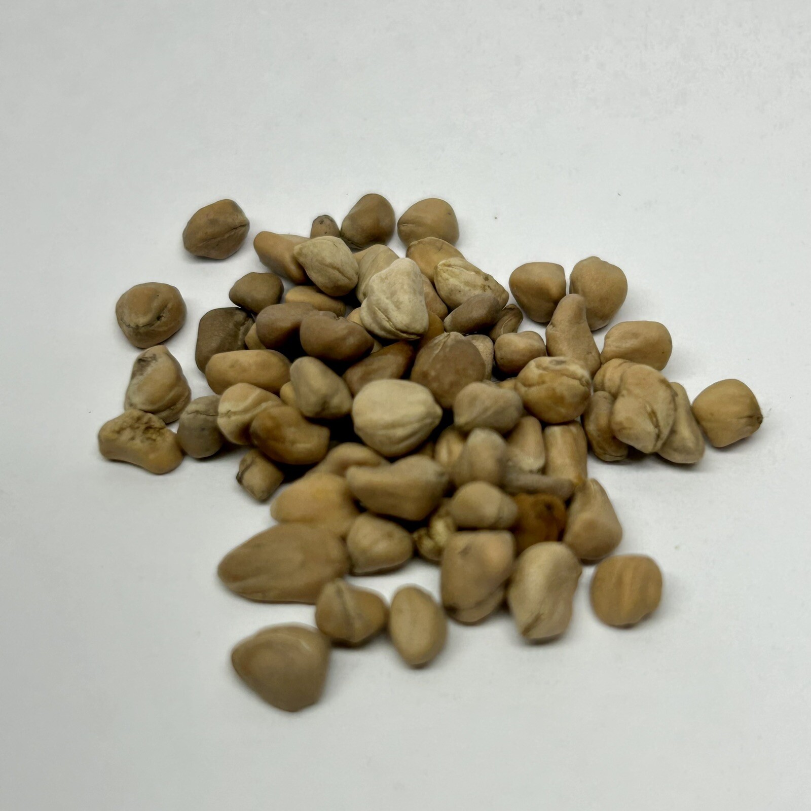 Chinese Dogwood Bonsai Tree Seed Pack Cornus Kousa Chinensis | eBay