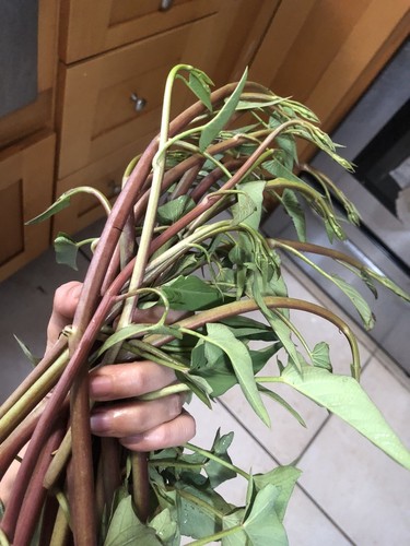 15g Red kangkong Thai Seeds, Water Spinach rau muong Dong Cong Tim Do ...