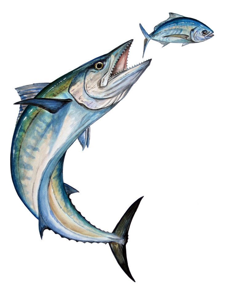 King Mackerel