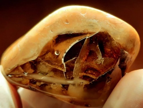 Baltic Amber Polished stone natural insect inside Pendant 14 g Necklac ...