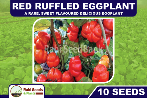 Red Ruffled Eggplant - A Rare, Sweet Flavoured Delicious Eggplant - 10 ...