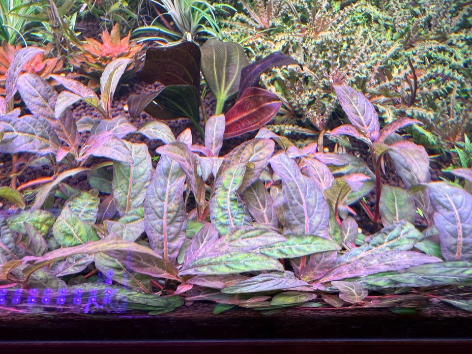 Staurogyne Repens Purple Rare Live Aquarium Plant | eBay