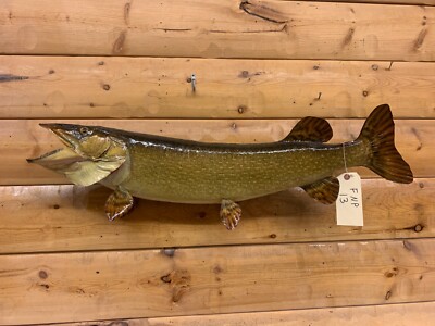 Taxidermy - Skin Mount Taxidermy Fish